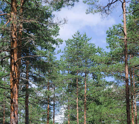 Pinewood Station | Apartments in Hillsborough, NC