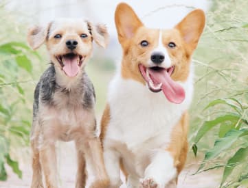 Timber Cove Apartments | Apartments in Decatur, IL For Rent