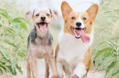 Timber Cove Apartments | Apartments in Decatur, IL For Rent