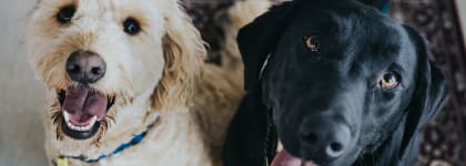 Golfview Village Apartments | Apartments in Rantoul, IL For Rent