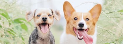 Timber Cove Apartments | Apartments in Decatur, IL For Rent