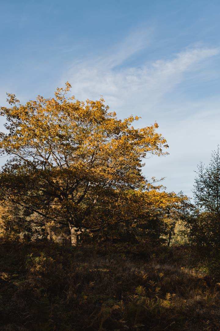 Photos and Video of Anton Viridian in Oakley, CA