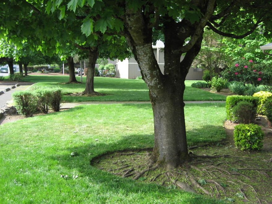 Photos and Video of Town Terrace Apartments in Vancouver, WA