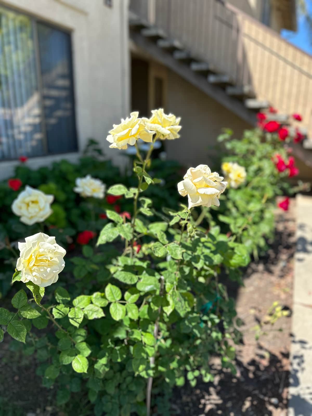 Photos and Video of Alamar Apartments in Merced, CA