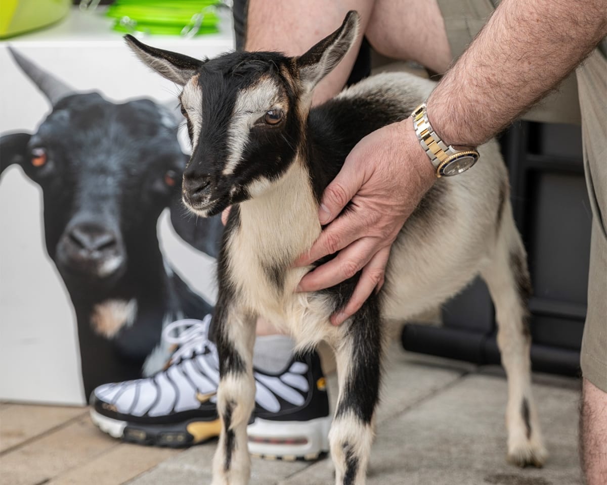 Photos of Goat Blocks Apartments in Portland for Rent