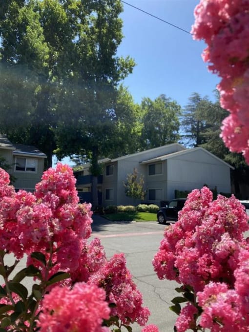 Photos and Video of American River Commons in Sacramento, CA