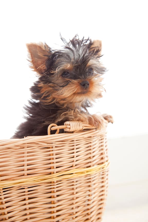 The Crossing on Boyson | Apartments in Hiawatha, IA