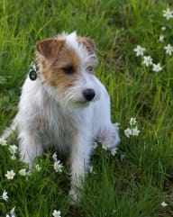 Hamilton Trace Apartments| Apartments in Okemos, MI