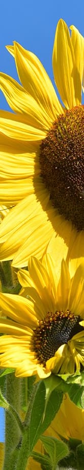 Apartments in Grand Blanc | Perry Place Apartments