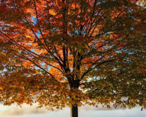 Apartments in Rocklin, CA l Sutter Ridge Apartments