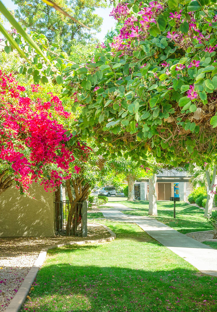 Apartments in East Mesa | Aztec Springs Apartments