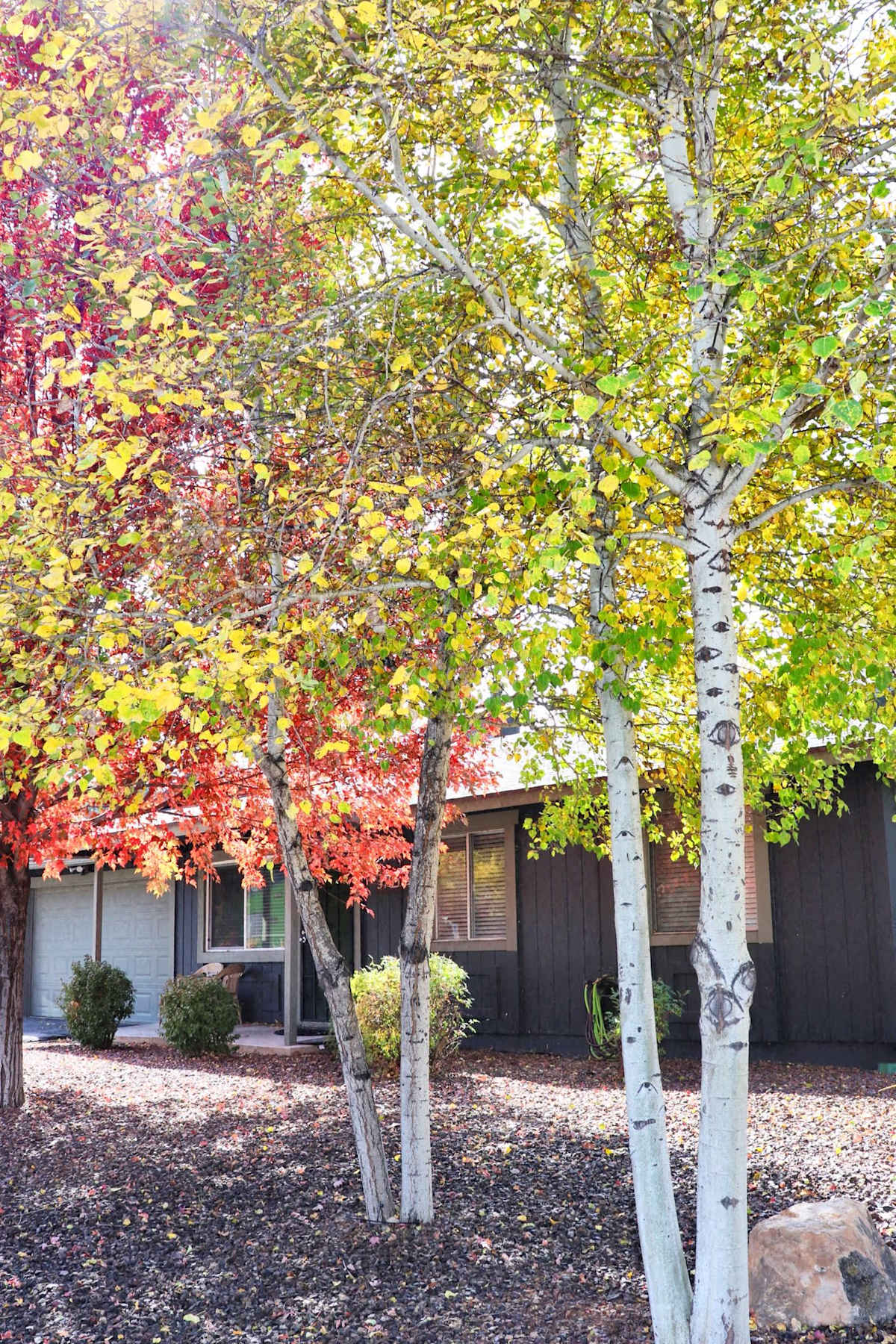 The Place At Forest Ridge | Apartments in Flagstaff, AZ