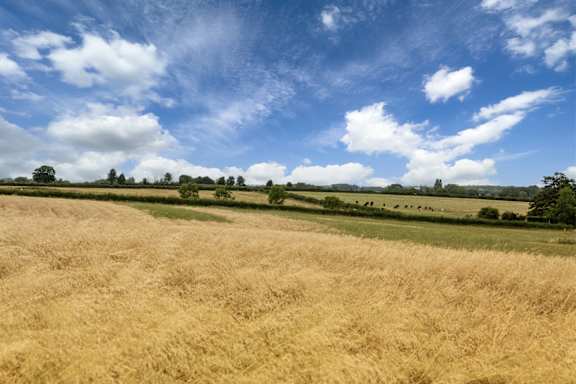 Leaf Living at Great Haddon Wood | Homes to Rent in Peterborough