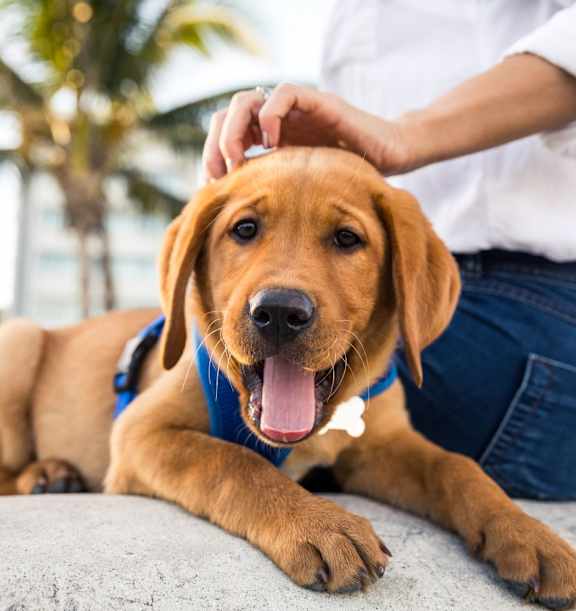 Apartments in Stuart, FL | Mason Stuart