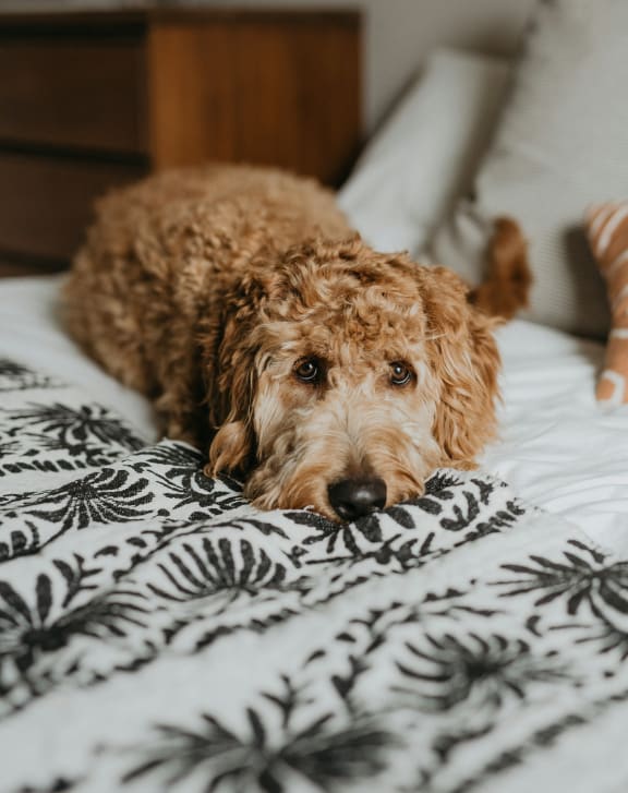 Decatur Apartments | Resia Willows