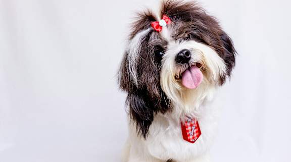 Brookland Apartments DC | Brookland Ridge Apartments