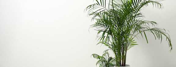 Floor Plans of Homestead Colony Apartments in Homestead, FL