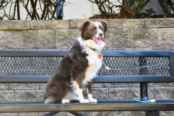 Photos and Video of Maplehurst in Knoxville, TN