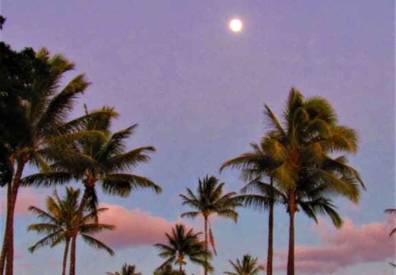 Floor Plans of Palehua Terrace 2 in Kapolei, HI