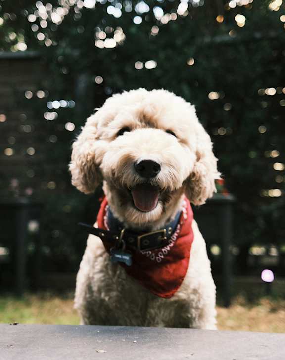 Modern Apartments for Rent in Decatur, GA | Resia Willows