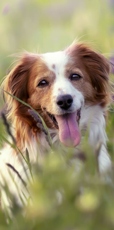 Apartments in Columbus OH | Meridian at Grandview