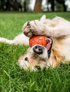 Apartments in Mason, OH | Pimlico Pointe